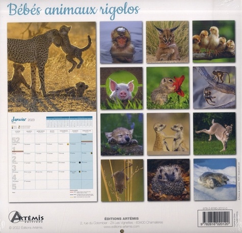 Calendrier bébés animaux rigolos de Artémis - Grand Format - Livre ...