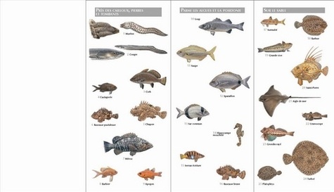 Poissons de Méditerranée - Reconnaître 65... de Delachaux et Niestlé ...