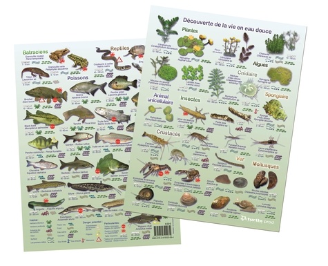 Découverte de la vie en eau douce - Plaquette... de Nicolas Barraqué - Livre - Decitre