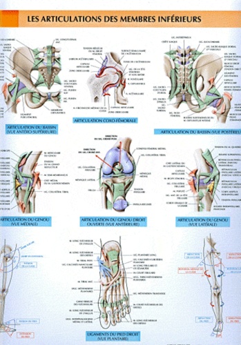 Planche Murale D'Anatomie : Les Articulations.... de Pierre Kamina ...