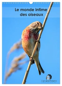 Le monde intime des oiseaux (Calendrier mural 2026 DIN A4 horizontal ...